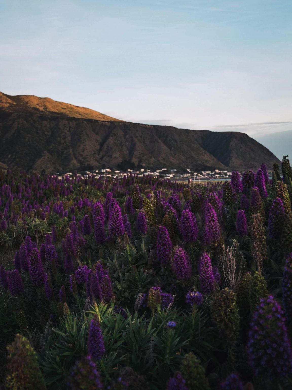 Why Spring is the Best Time to Visit New Zealand | The Adventures Atlas
