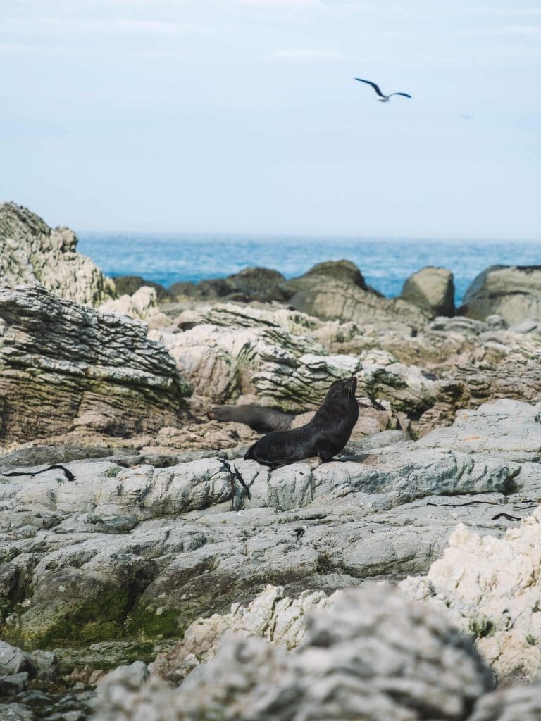 Why Spring is the Best Time to Visit New Zealand | The Adventures Atlas