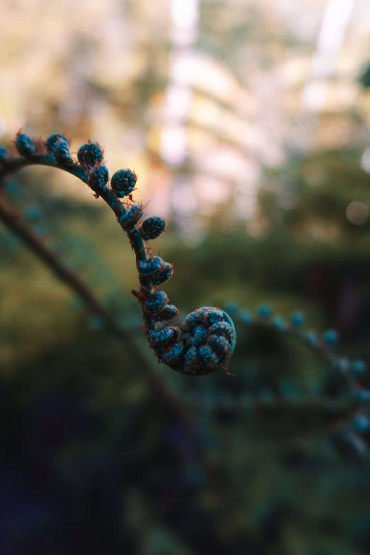 Hiking the Tiger Fern Falls Trail in Cockscomb Basin Wildlife Sanctuary ...